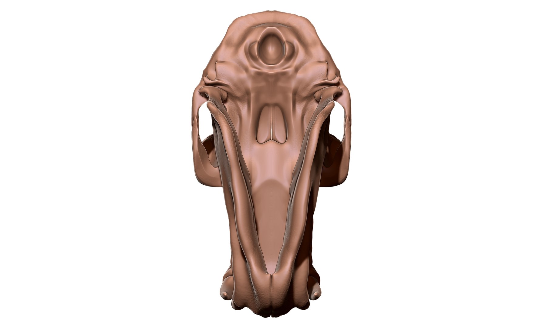 Baboon Skull CNC And 3D Print Model 3D - TurboSquid 2028029