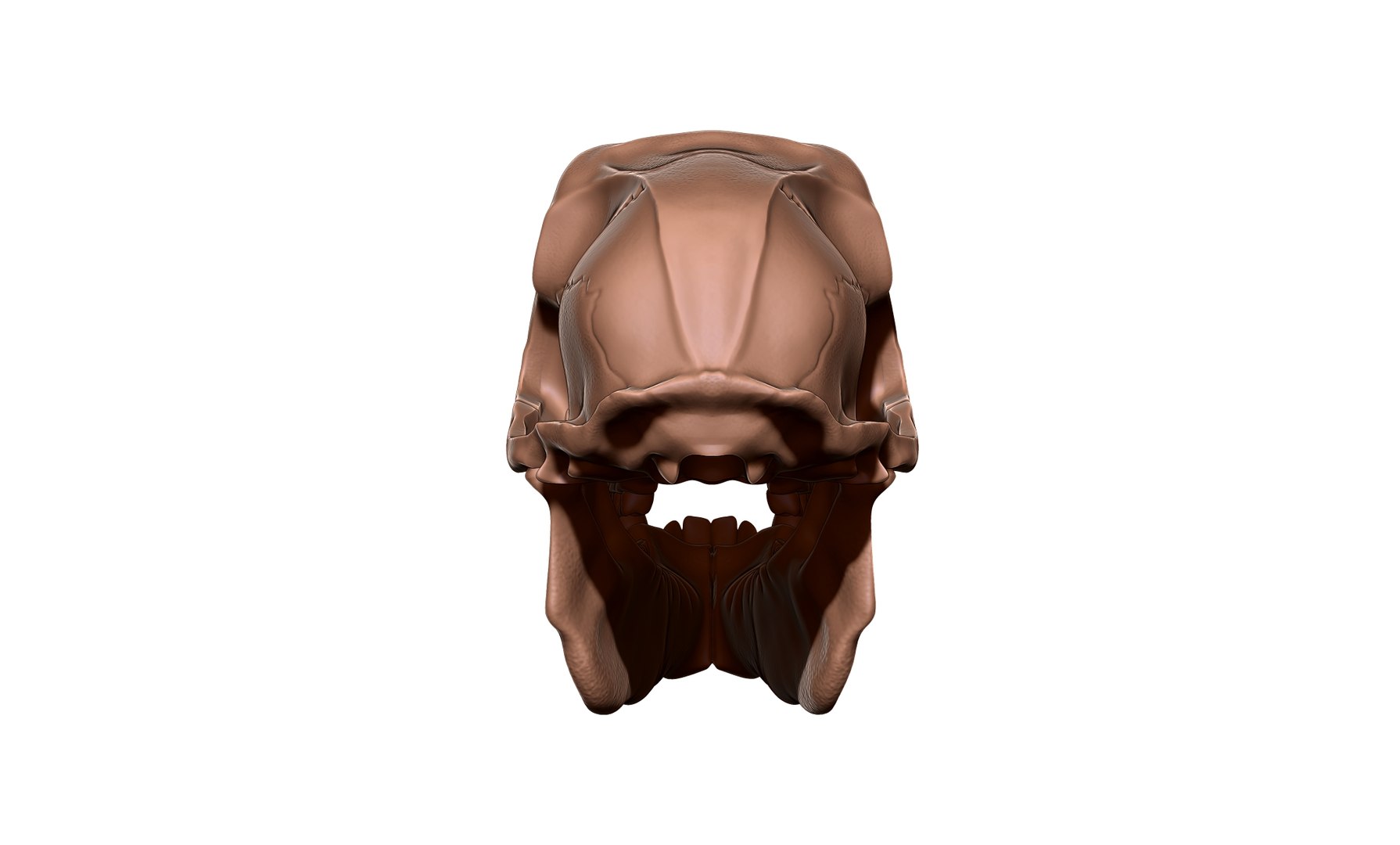 Baboon Skull CNC And 3D Print Model 3D - TurboSquid 2028029