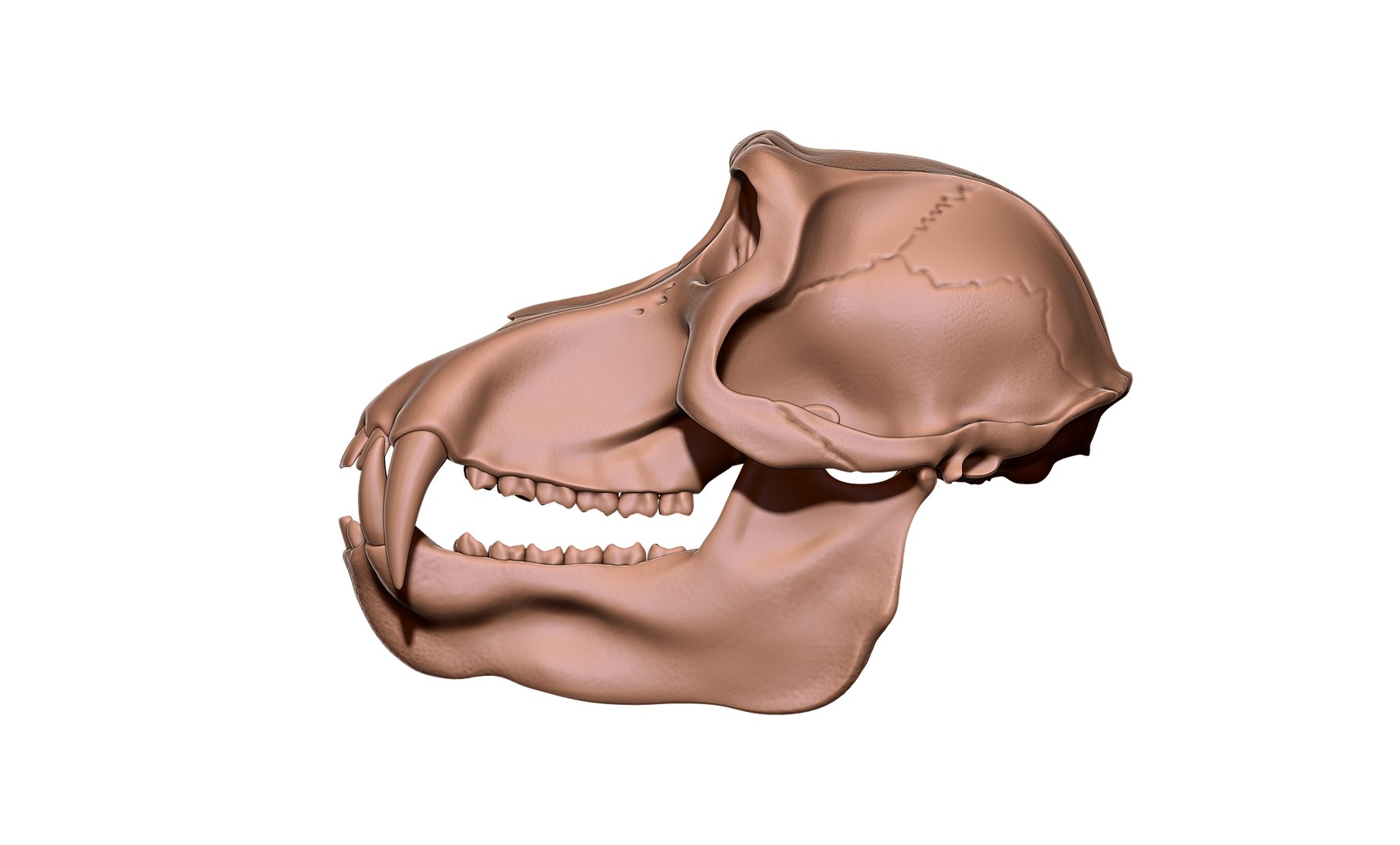 Baboon Skull CNC And 3D Print Model 3D - TurboSquid 2028029