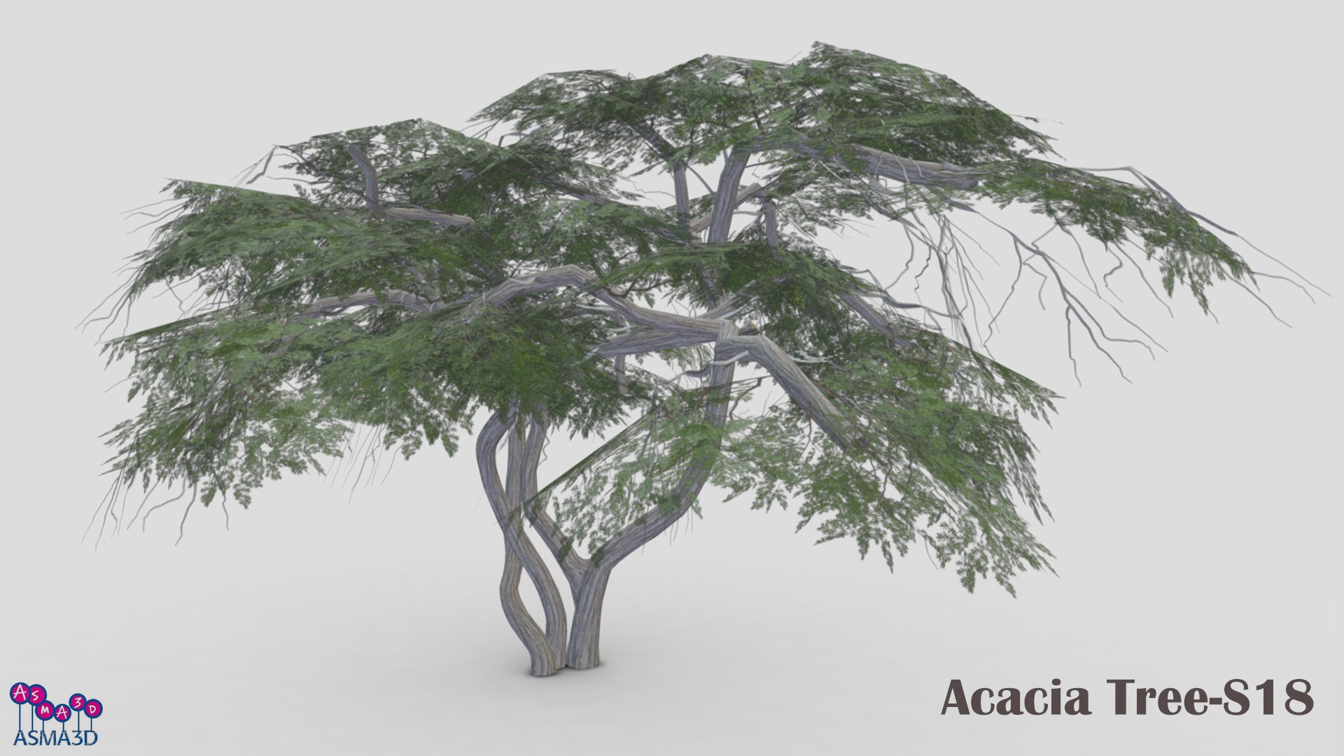 3D Acacia Tree-S18 Model - TurboSquid 2202544