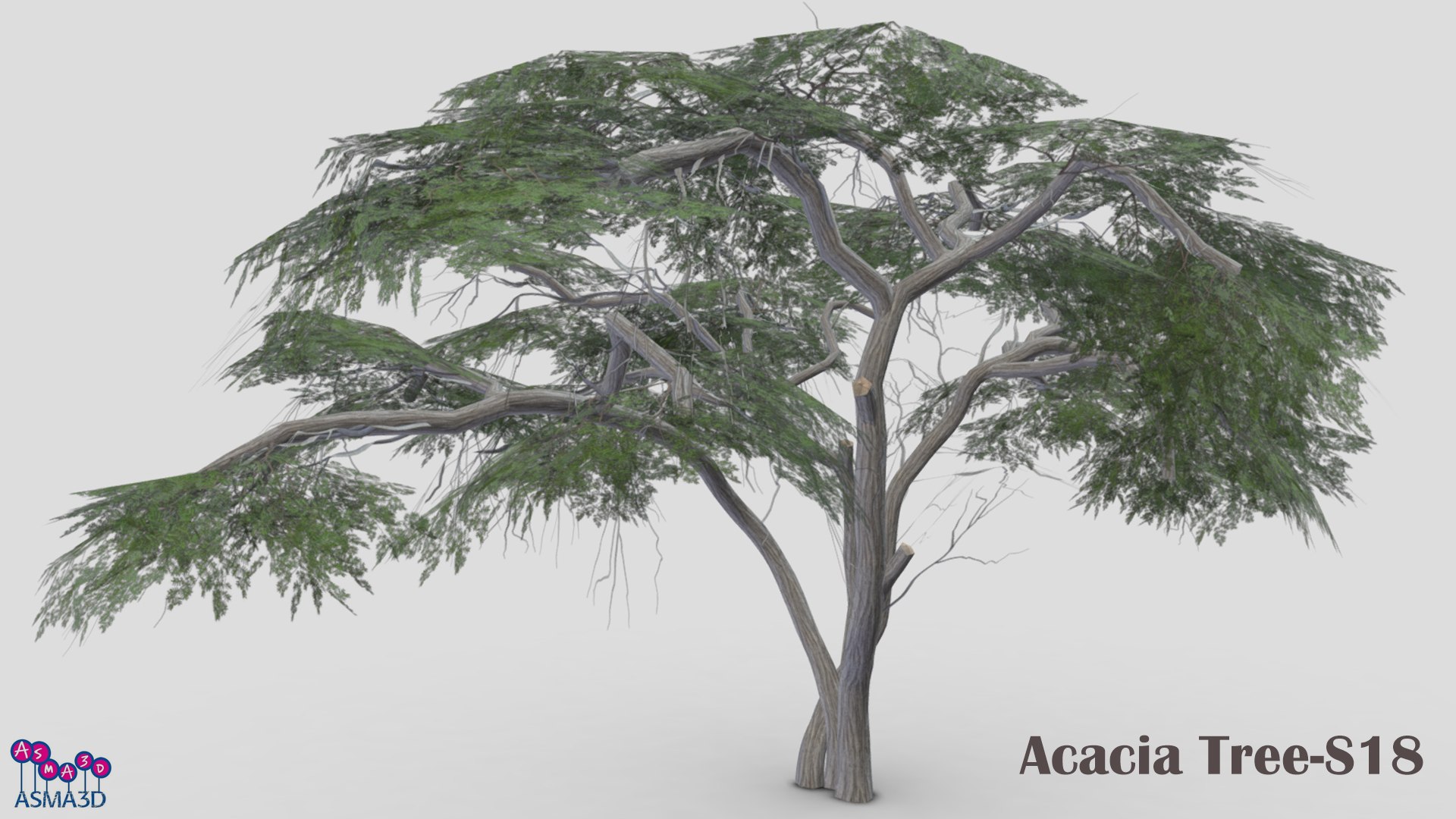 3D Acacia Tree-S18 Model - TurboSquid 2202544