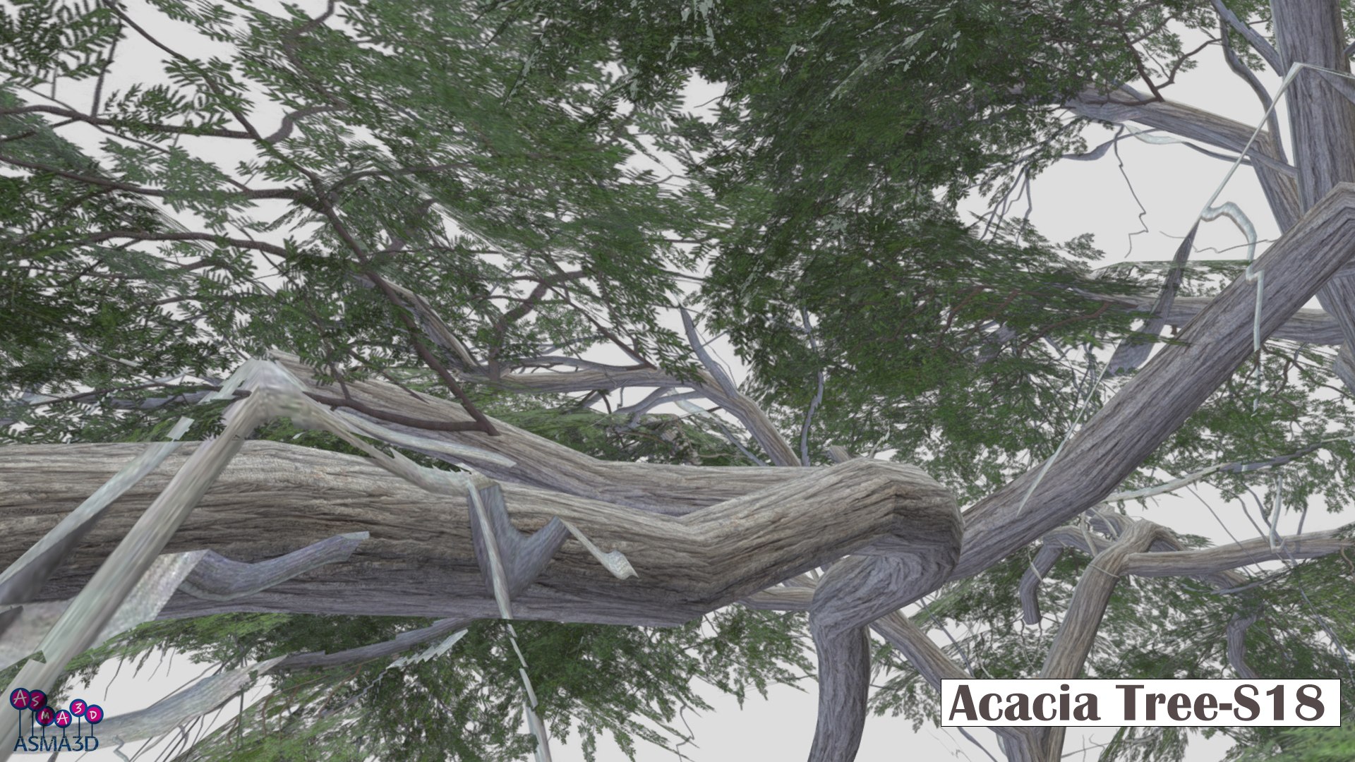 3D Acacia Tree-S18 Model - TurboSquid 2202544