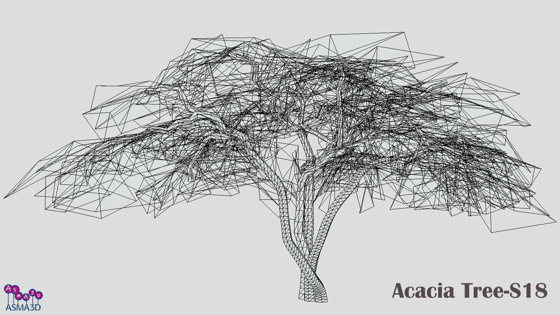 3D Acacia Tree-S18 Model - TurboSquid 2202544