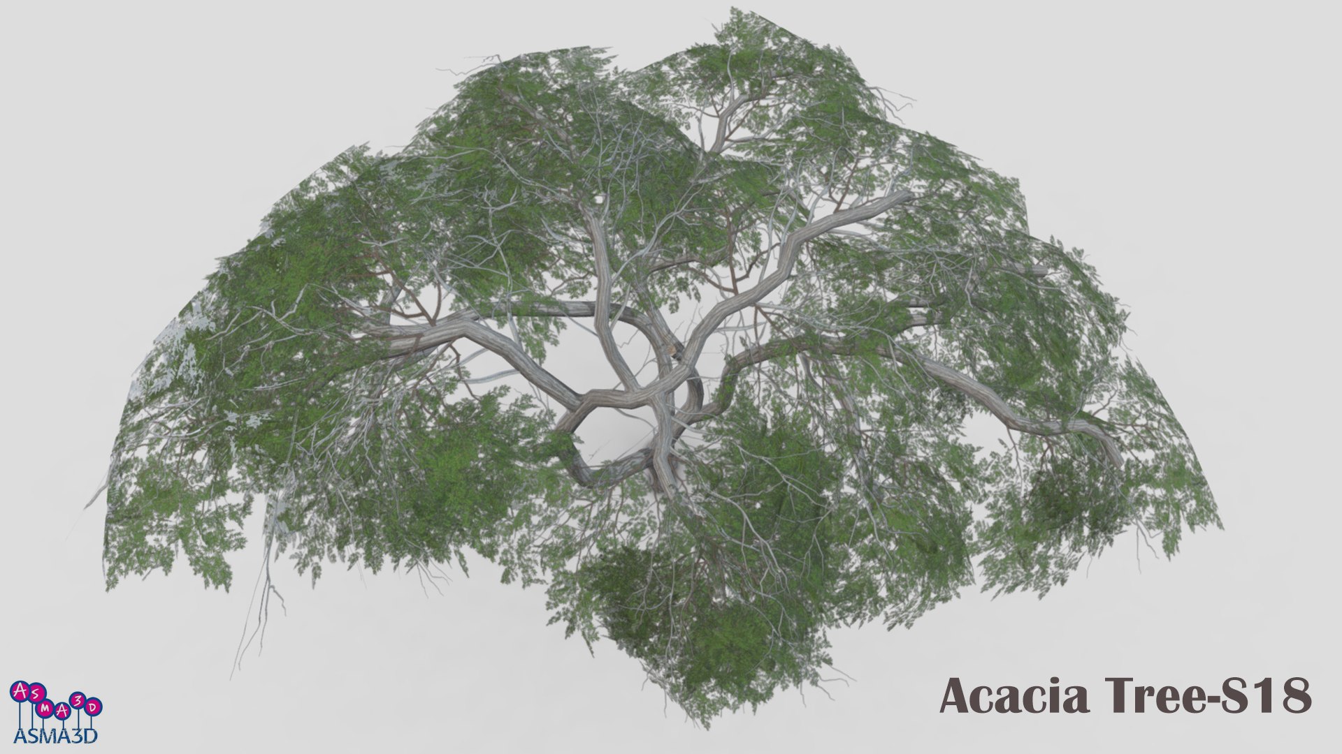 3D Acacia Tree-S18 Model - TurboSquid 2202544