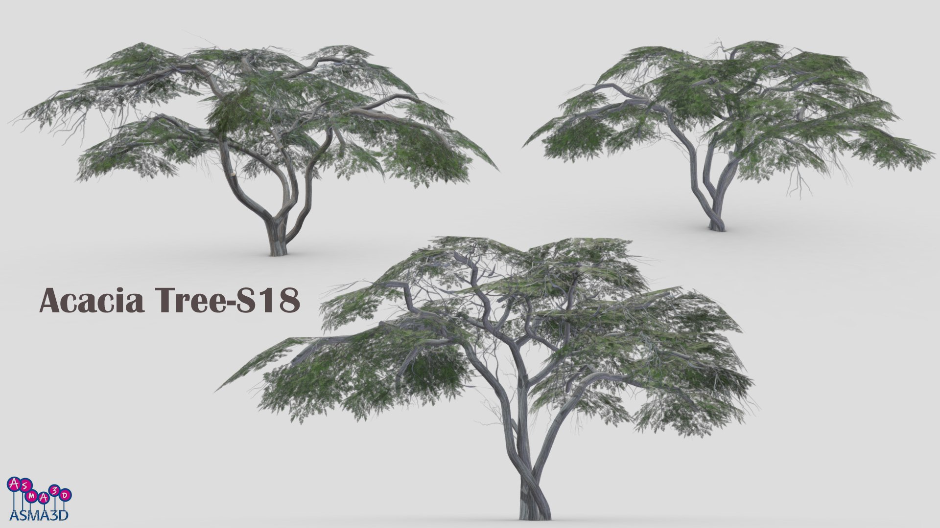 3D Acacia Tree-S18 Model - TurboSquid 2202544