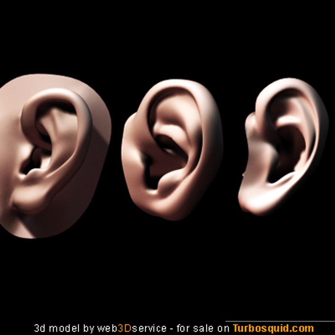 human ear 3d model