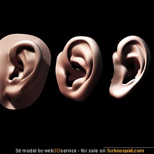 3d Basic Ear Model