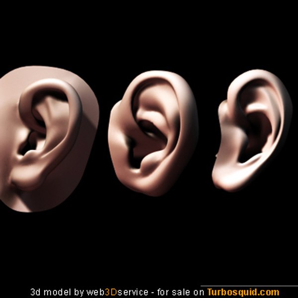 3d model ear anatomy