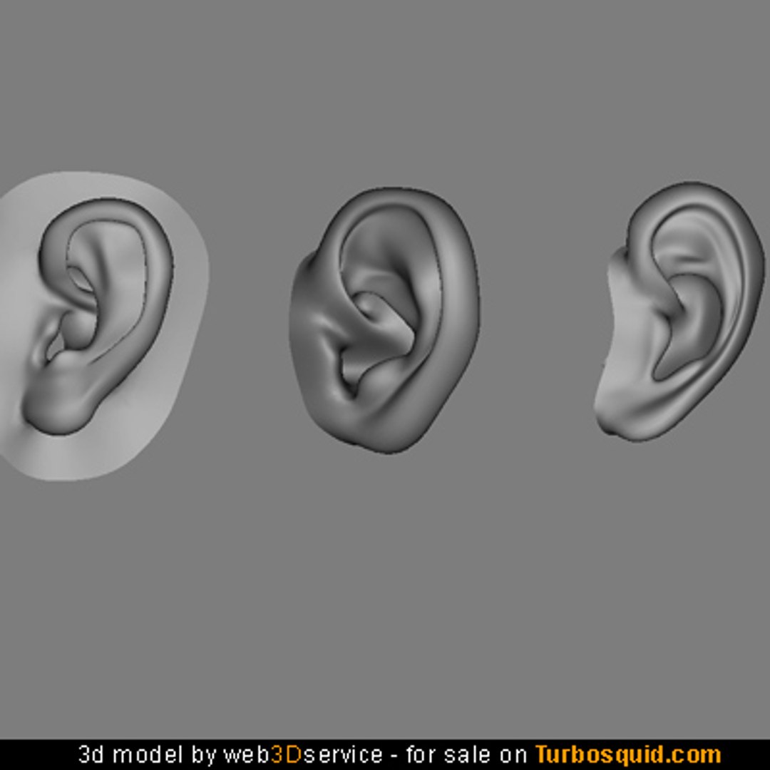 human ear 3d model
