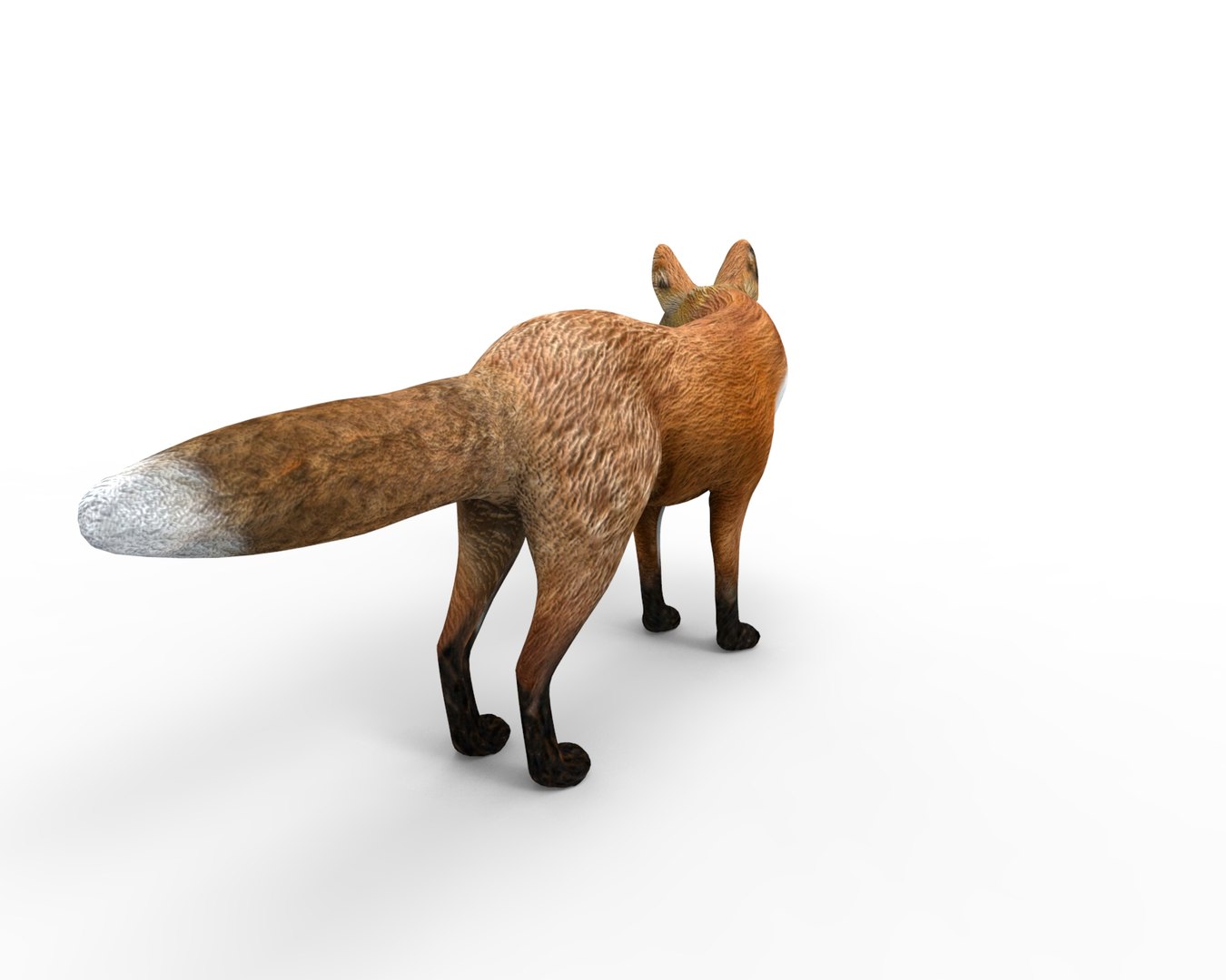 Fox Rigged Animation 3D Model - TurboSquid 1206852