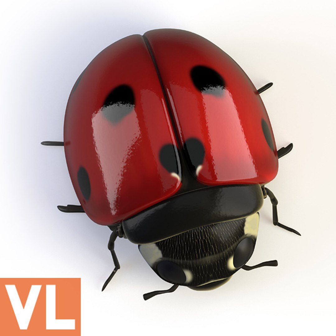 3d Model Ladybird