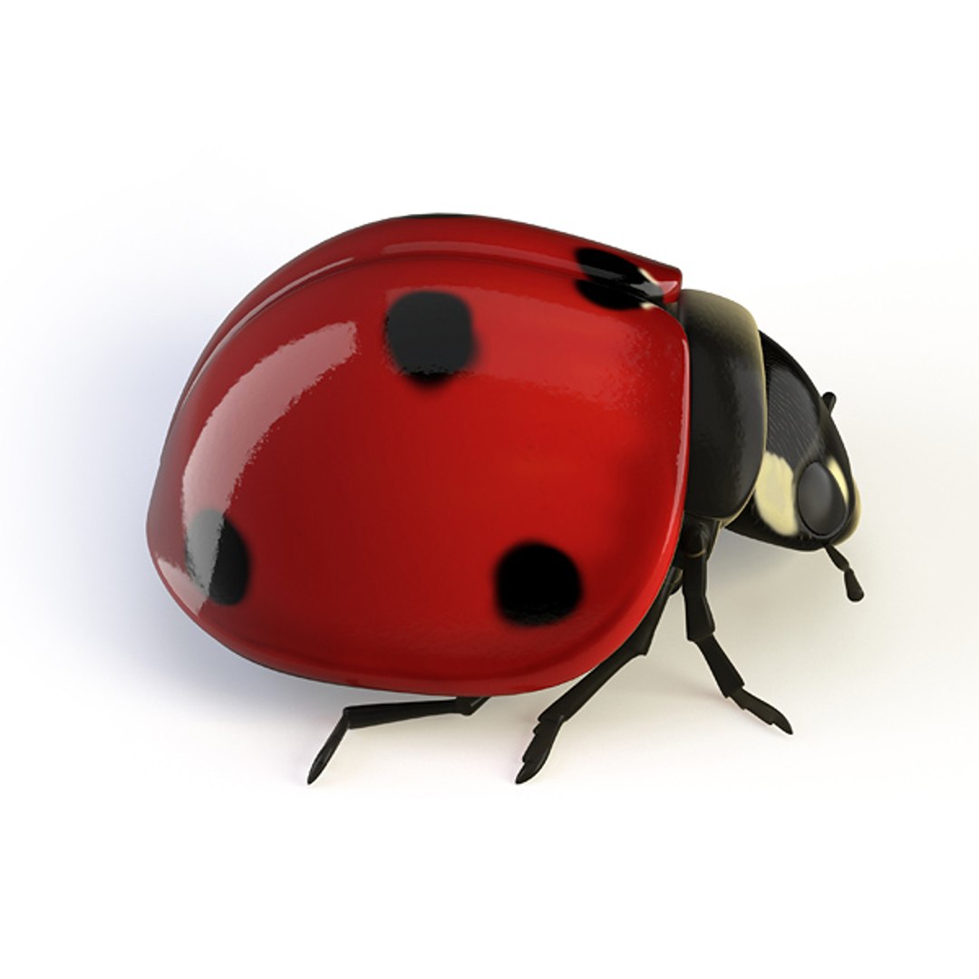 3d Model Ladybird