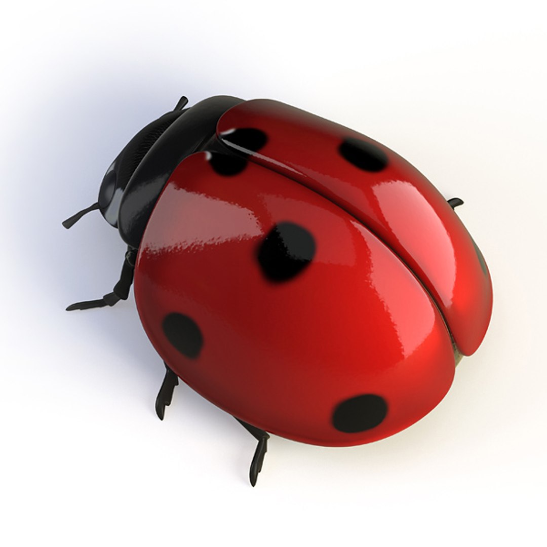 3d Model Ladybird