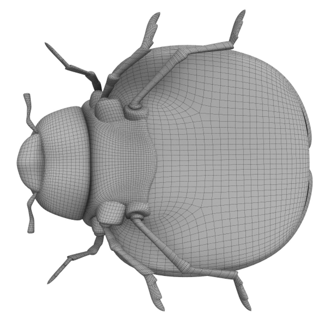 3d Model Ladybird