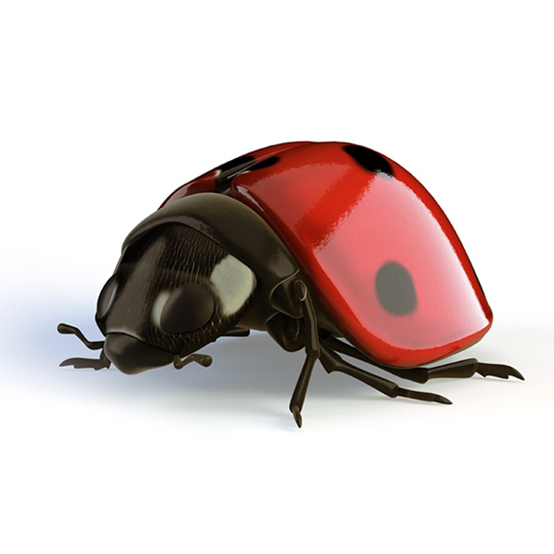 3d Model Ladybird