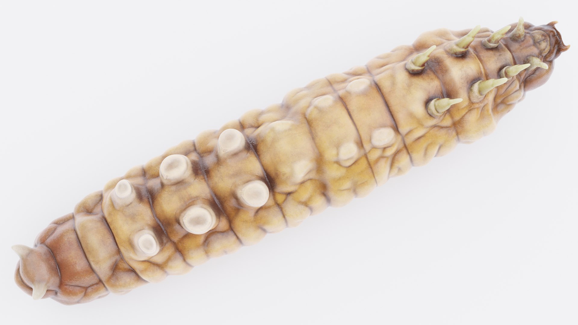 Wax Worm 3D Model - TurboSquid 2115357