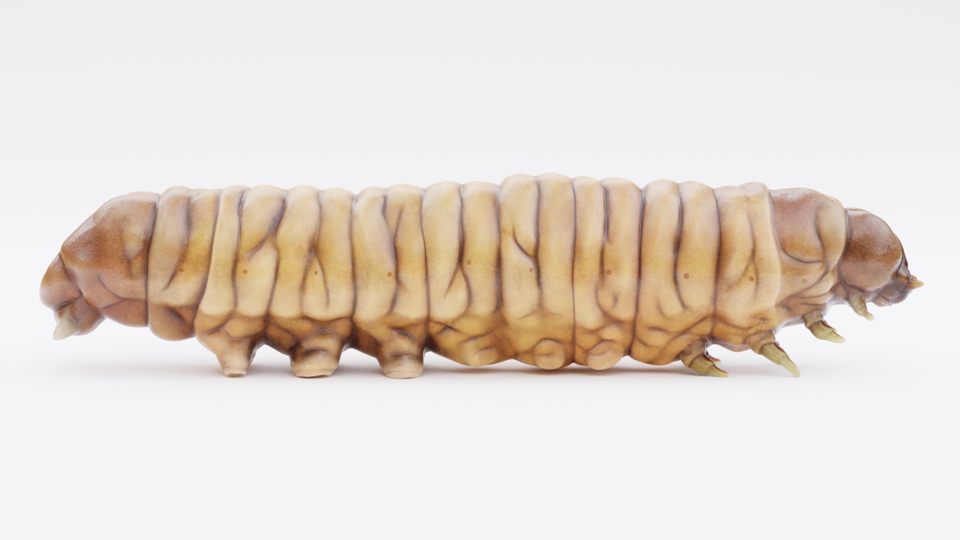 Wax Worm 3D Model - TurboSquid 2115357