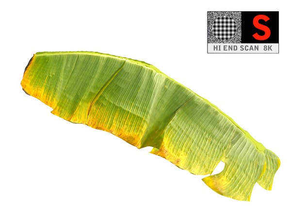 Leaf ready model - TurboSquid 1271454