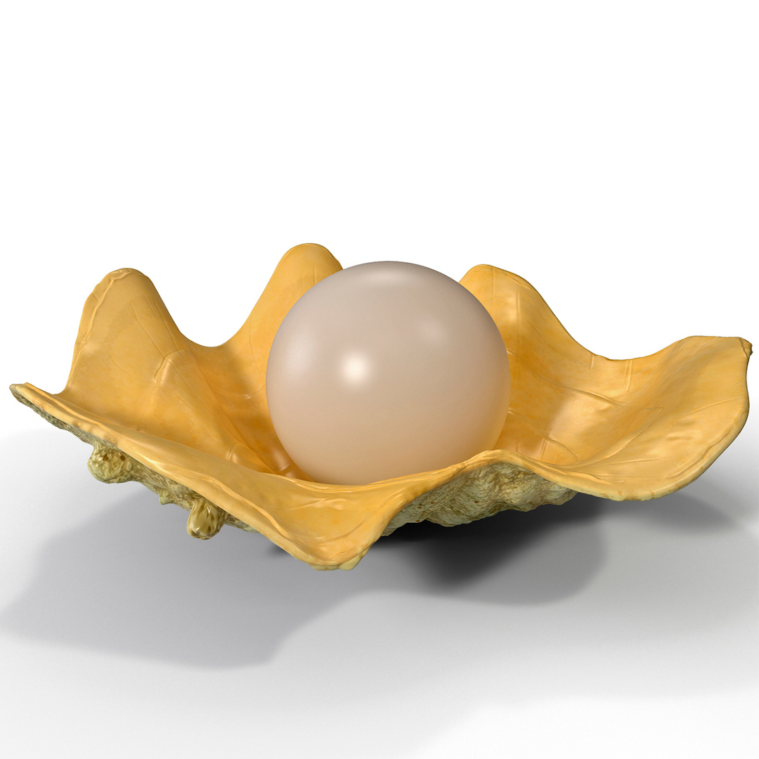 3d pearl shell 3