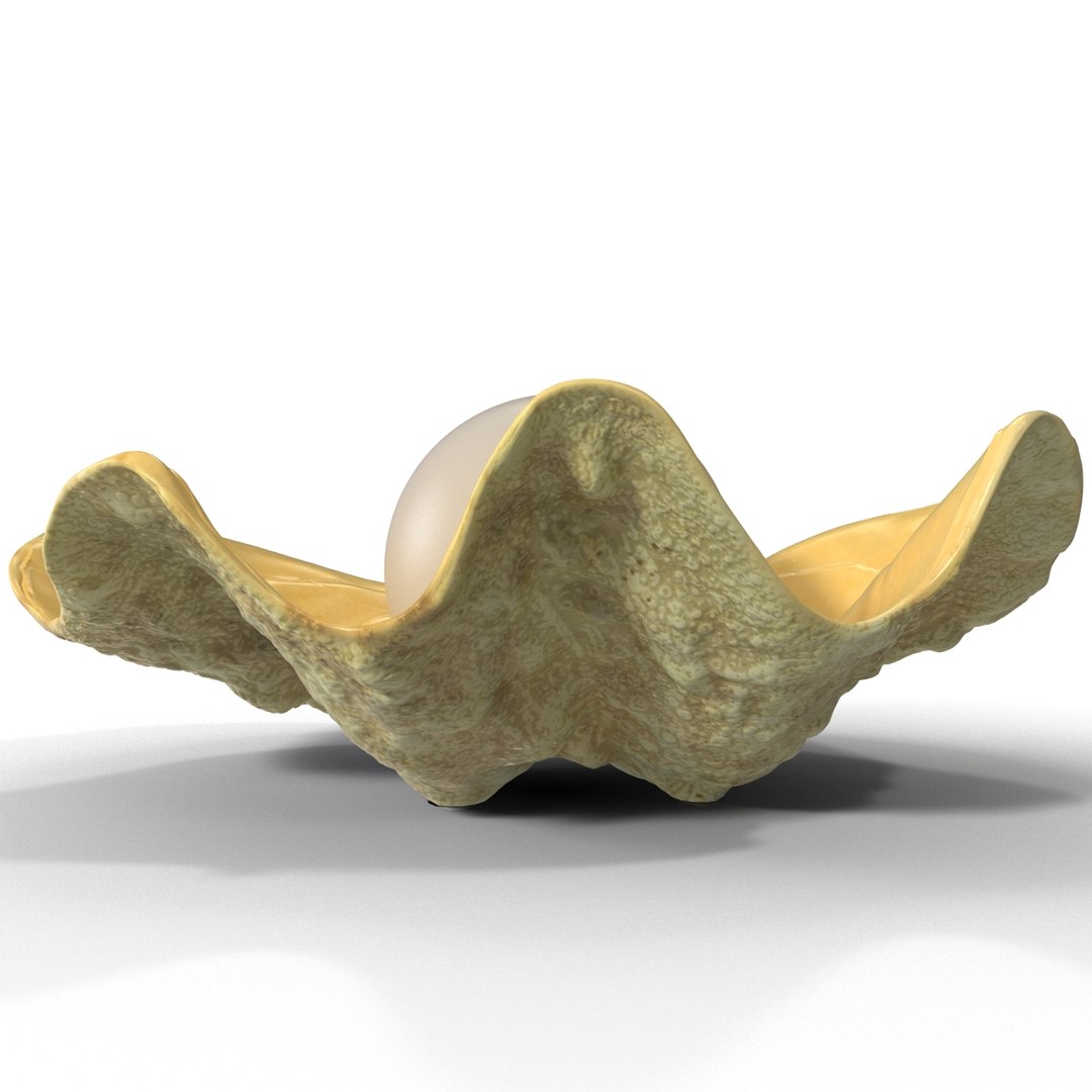 3d Pearl Shell 3