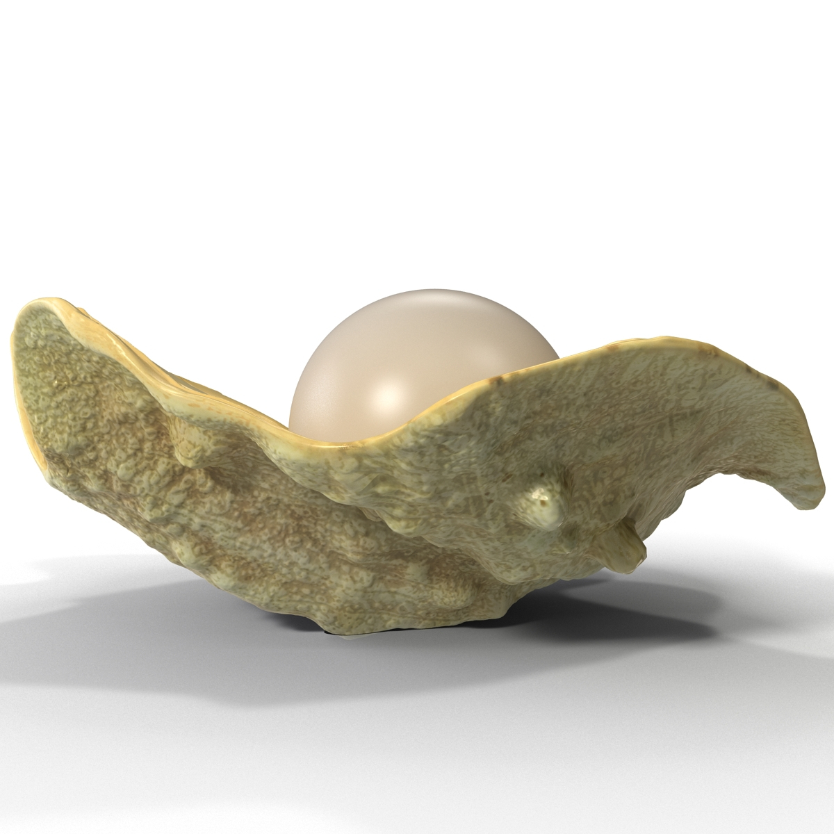 3d pearl shell 3