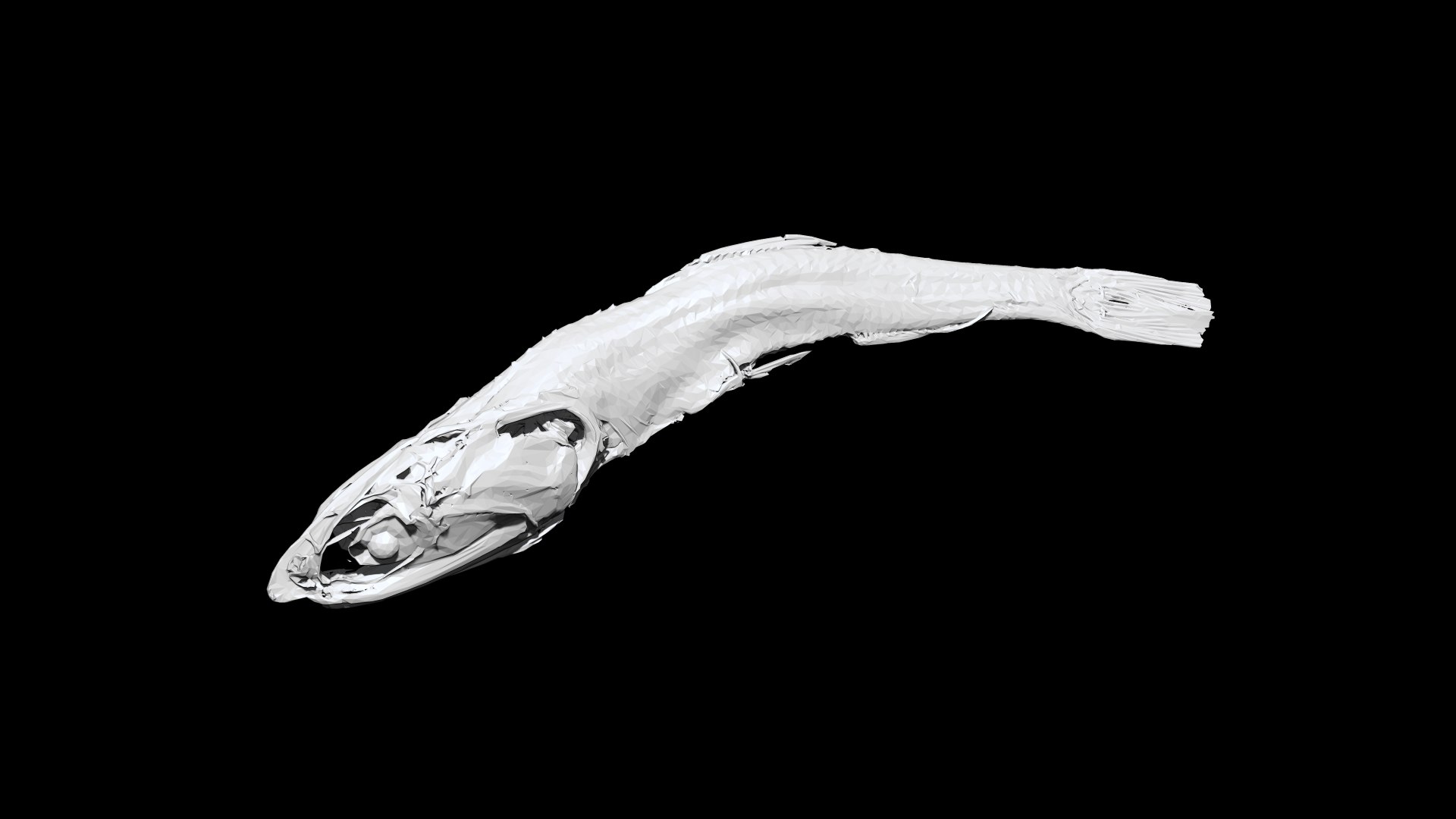 Niboshi fish 2 CT scan model low poly 3D - TurboSquid 1831124