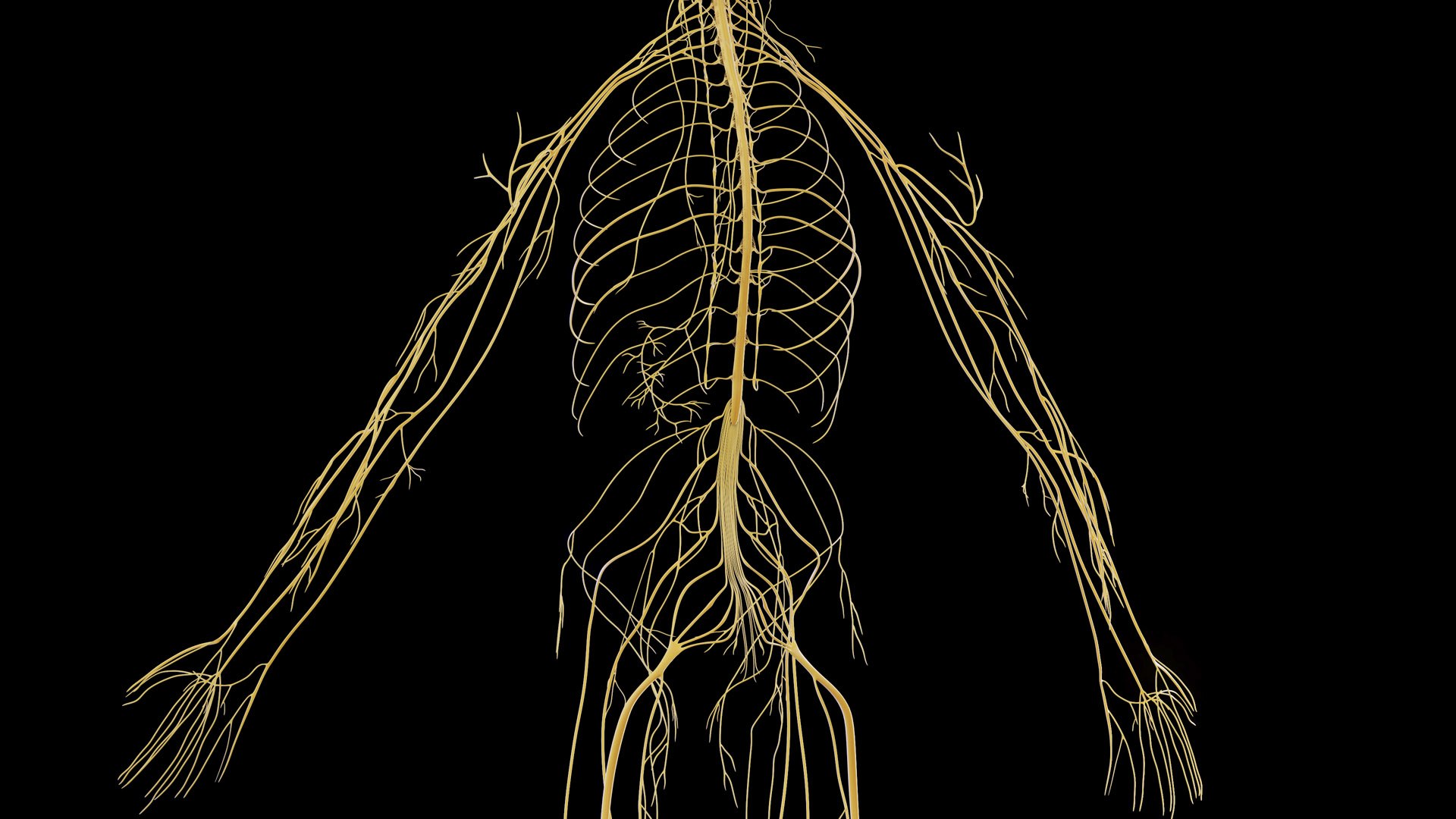 3D Human Male Body and Nervous Systems - TurboSquid 2013073
