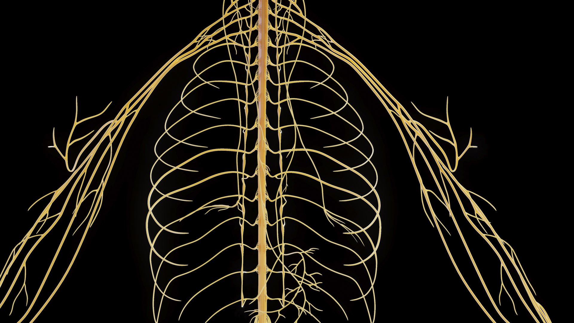 3D Human Male Body and Nervous Systems - TurboSquid 2013073