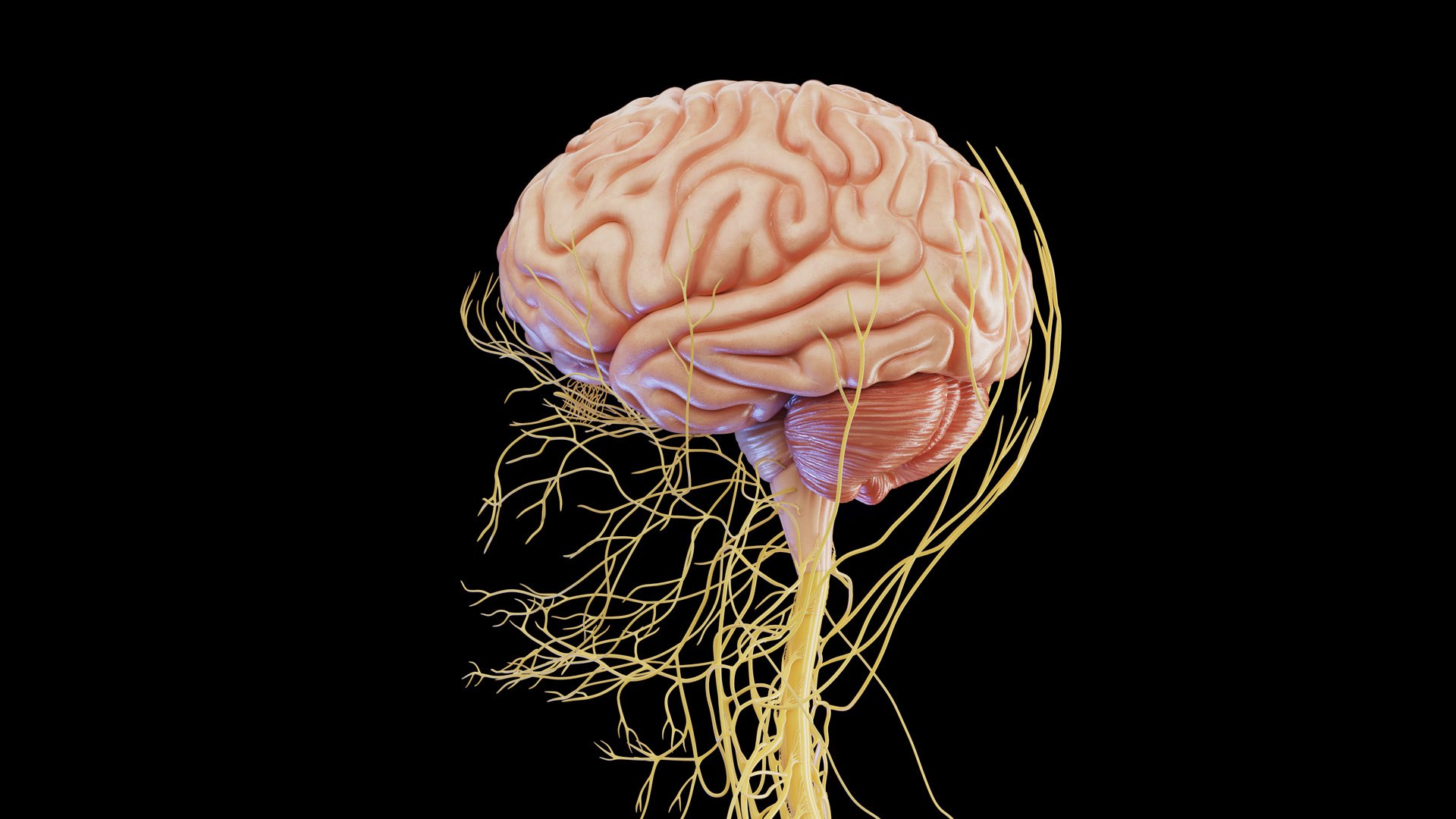 3D Human Male Body and Nervous Systems - TurboSquid 2013073