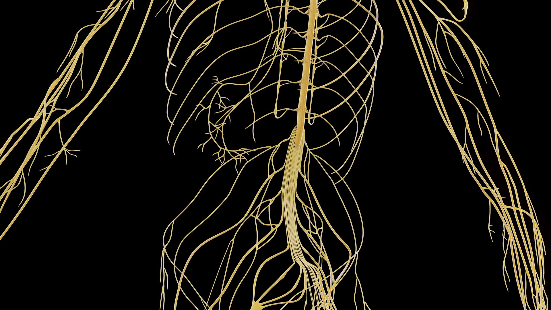 3D Human Male Body and Nervous Systems - TurboSquid 2013073