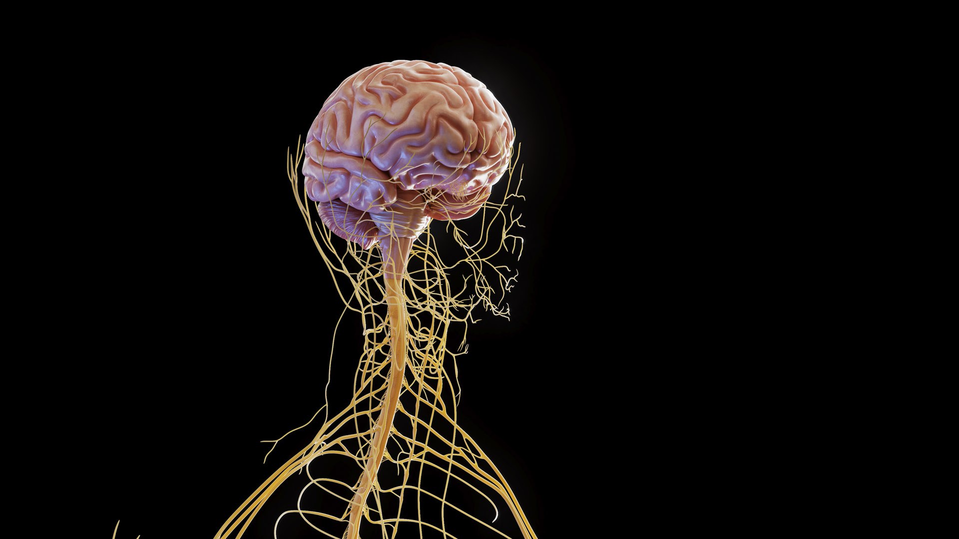 3D Human Male Body and Nervous Systems - TurboSquid 2013073