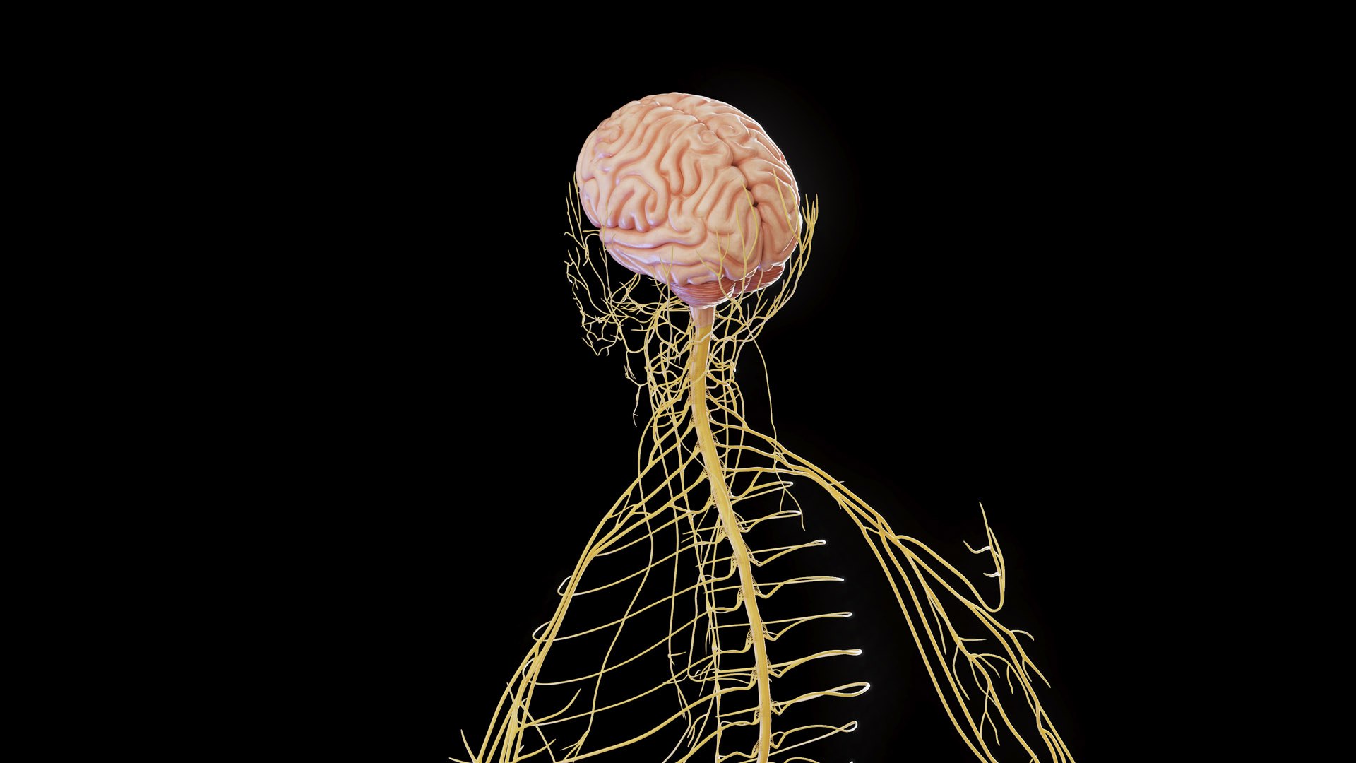 3D Human Male Body and Nervous Systems - TurboSquid 2013073