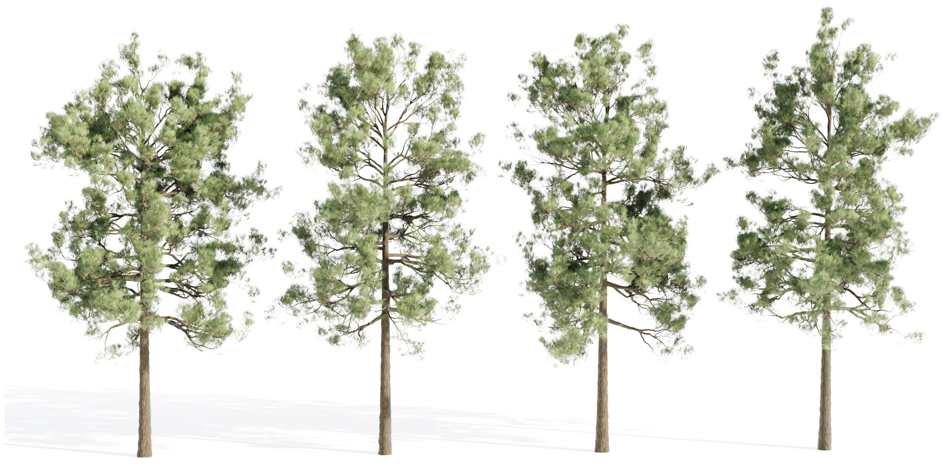 3D Model Pine Trees Collection Vol 19-Blender - TurboSquid 2122639