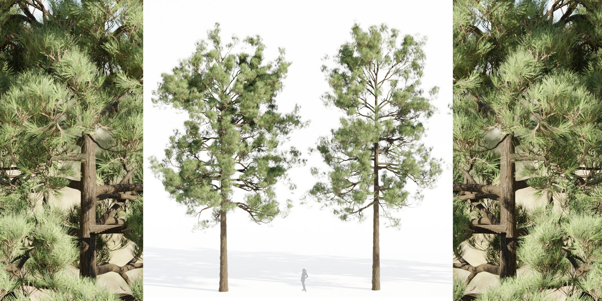 3D Model Pine Trees Collection Vol 19-Blender - TurboSquid 2122639