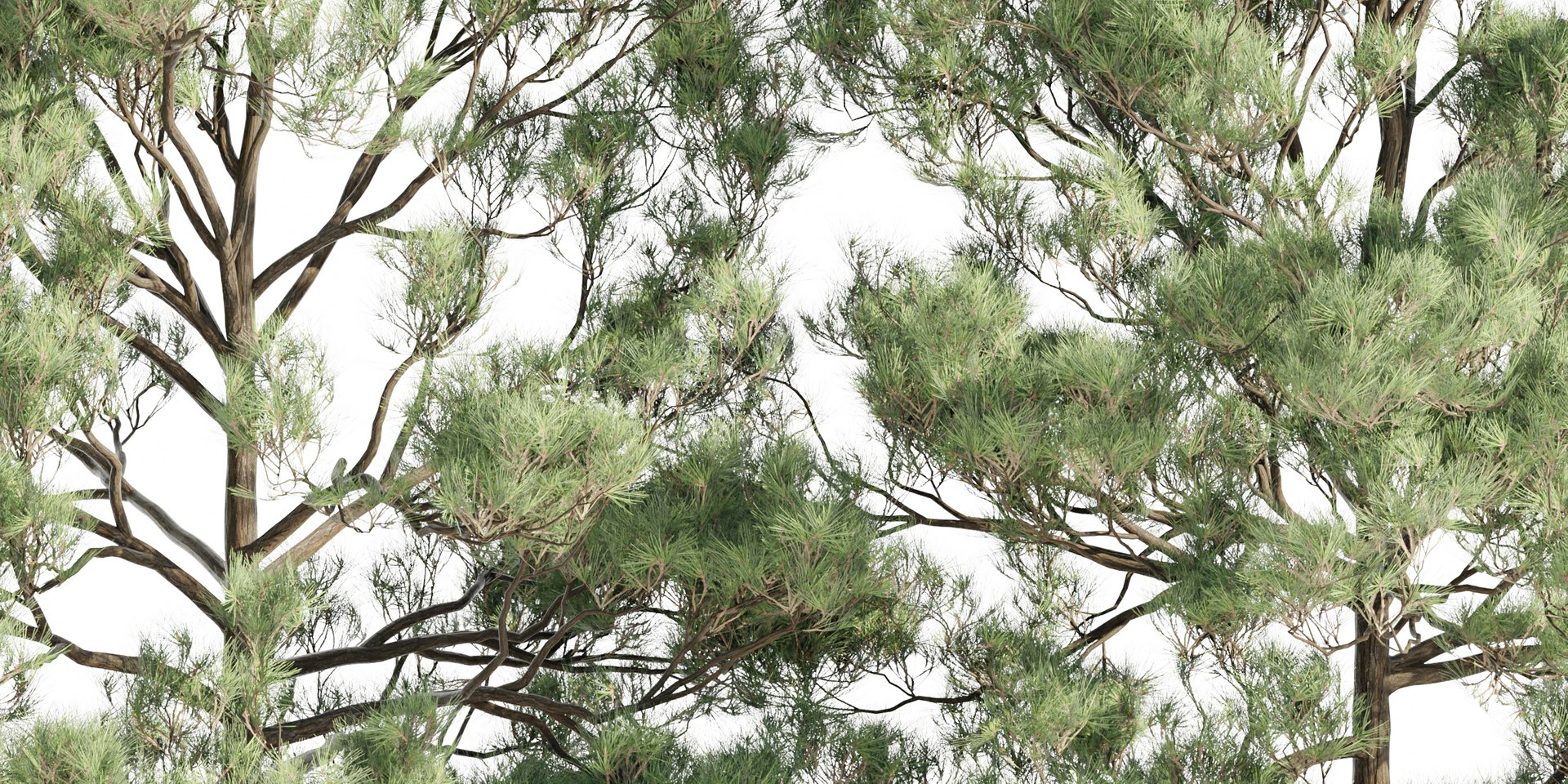 3D Model Pine Trees Collection Vol 19-Blender - TurboSquid 2122639