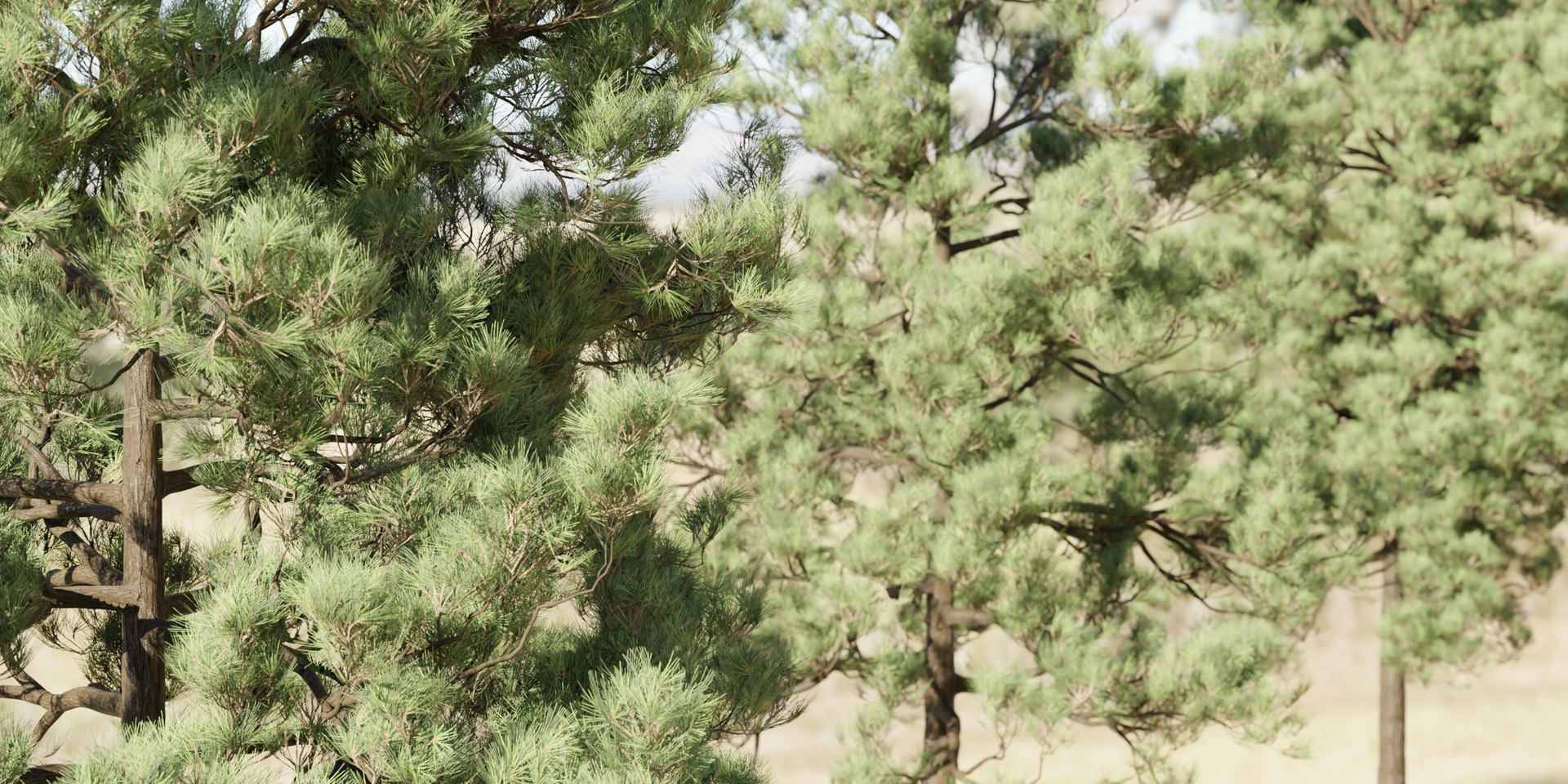 3D Model Pine Trees Collection Vol 19-Blender - TurboSquid 2122639