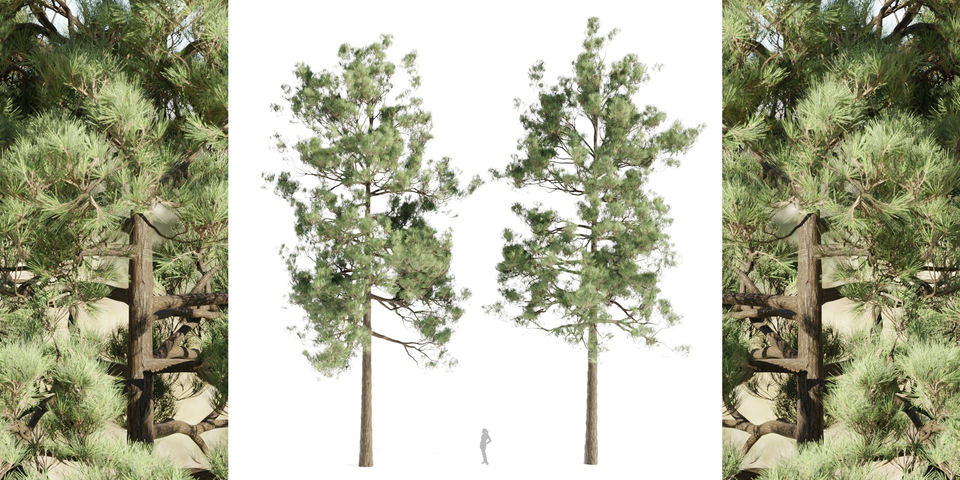 3D Model Pine Trees Collection Vol 19-Blender - TurboSquid 2122639