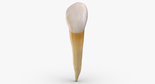 Human Canines Collection - 5 models model - TurboSquid 1754363