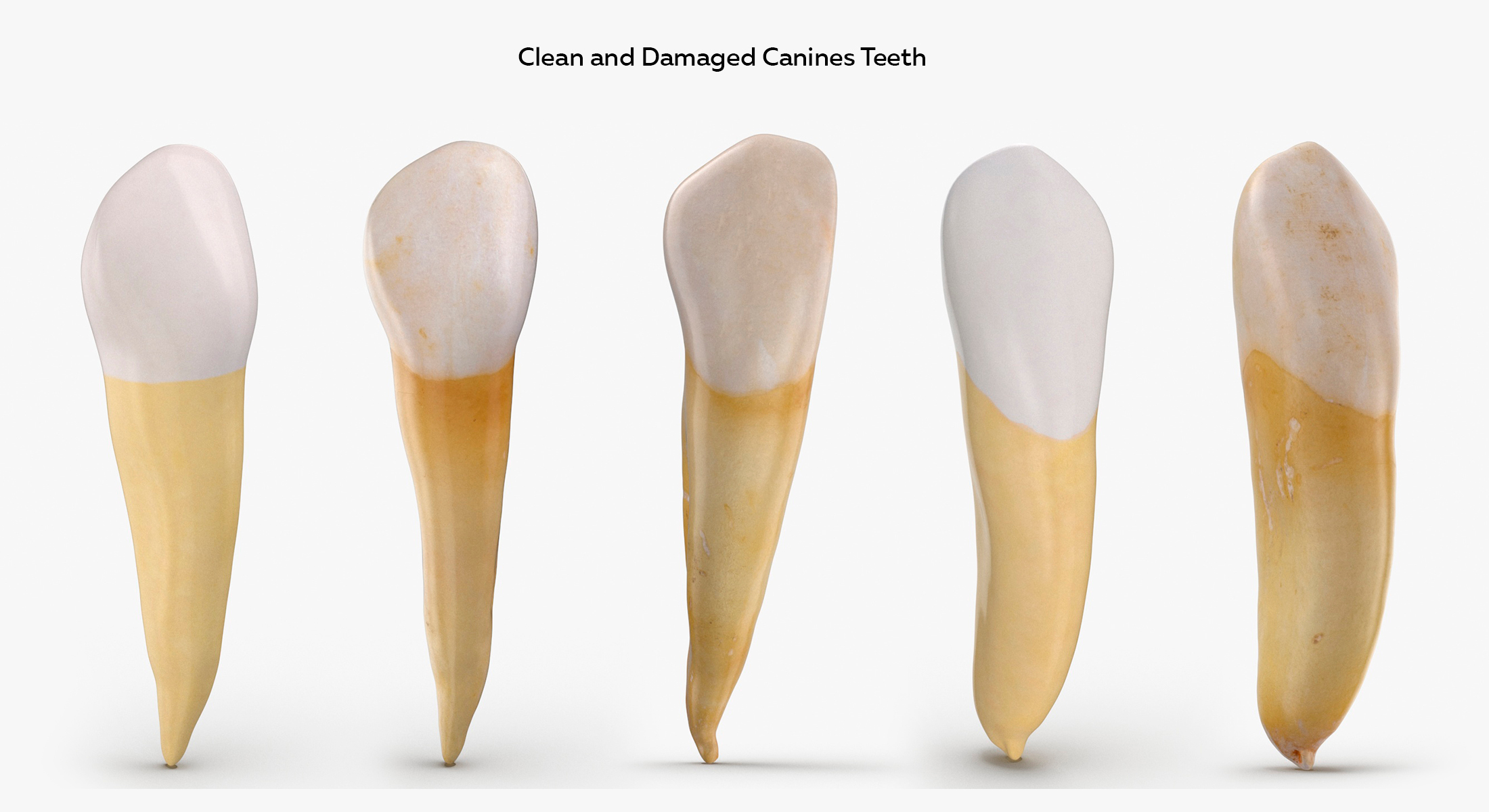 Human Canines Collection - 5 款3D模型 - TurboSquid 1754363