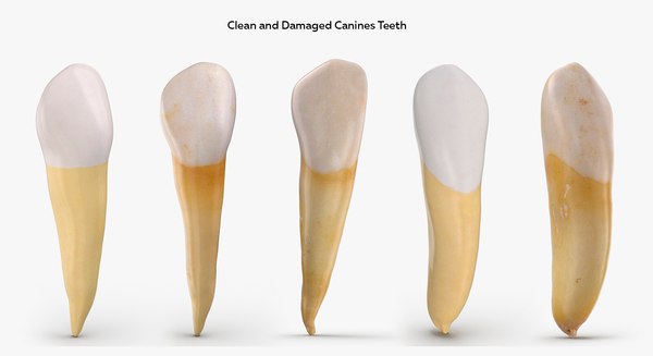 Human Canines Collection - 5 models model - TurboSquid 1754363