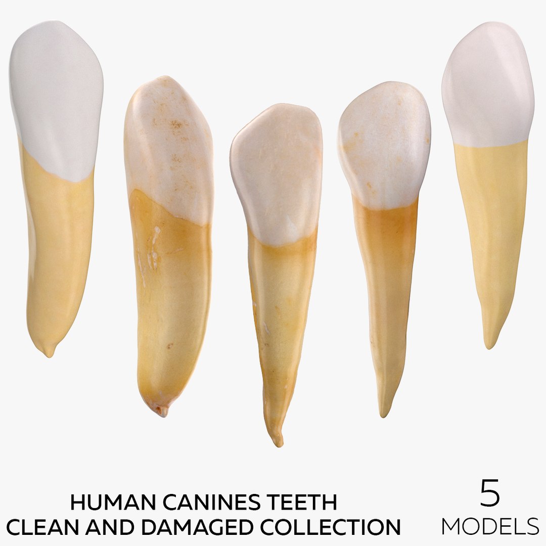Human Canines Collection - 5 models model - TurboSquid 1754363