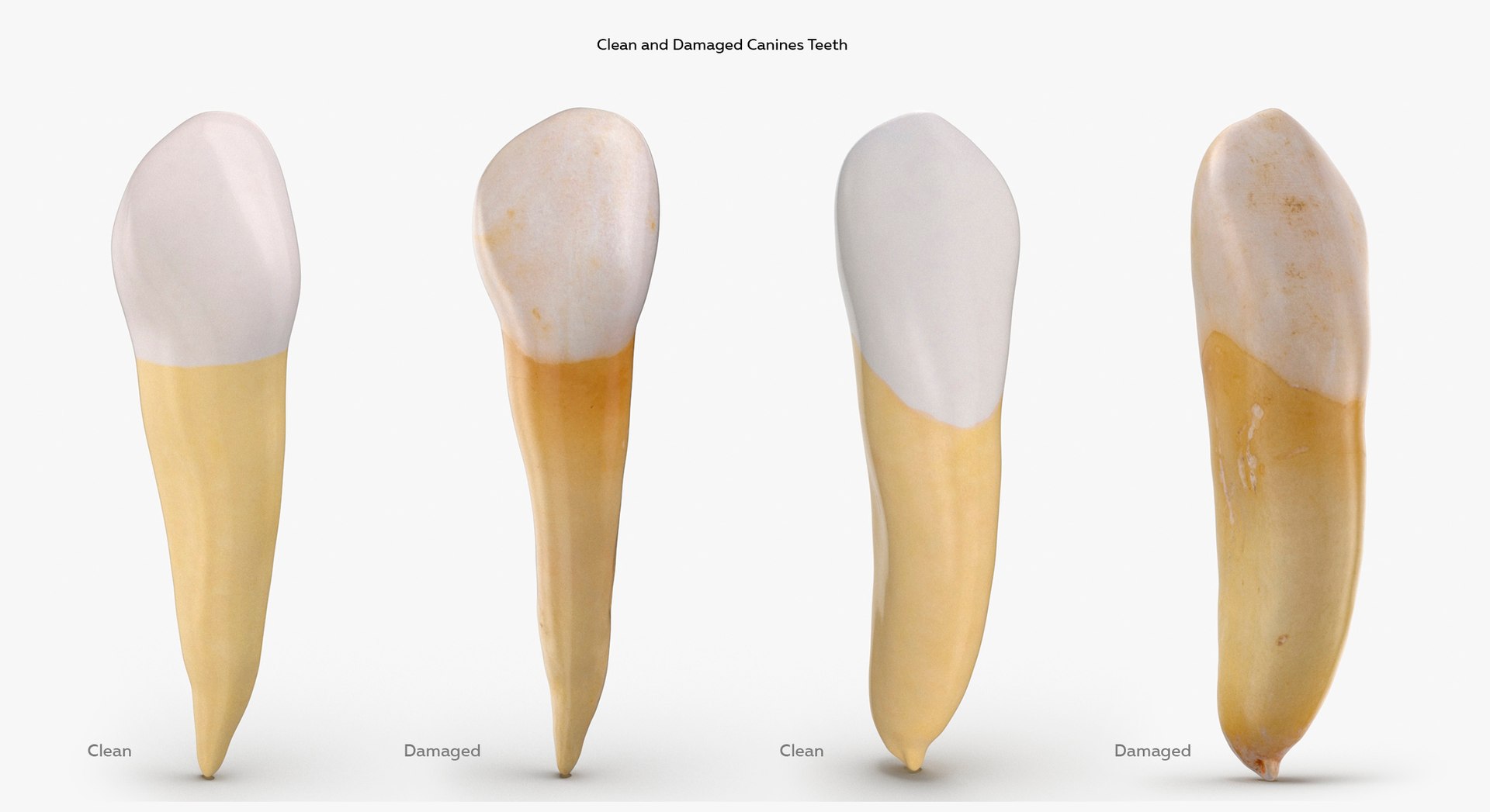 Human Canines Collection - 5 models model - TurboSquid 1754363