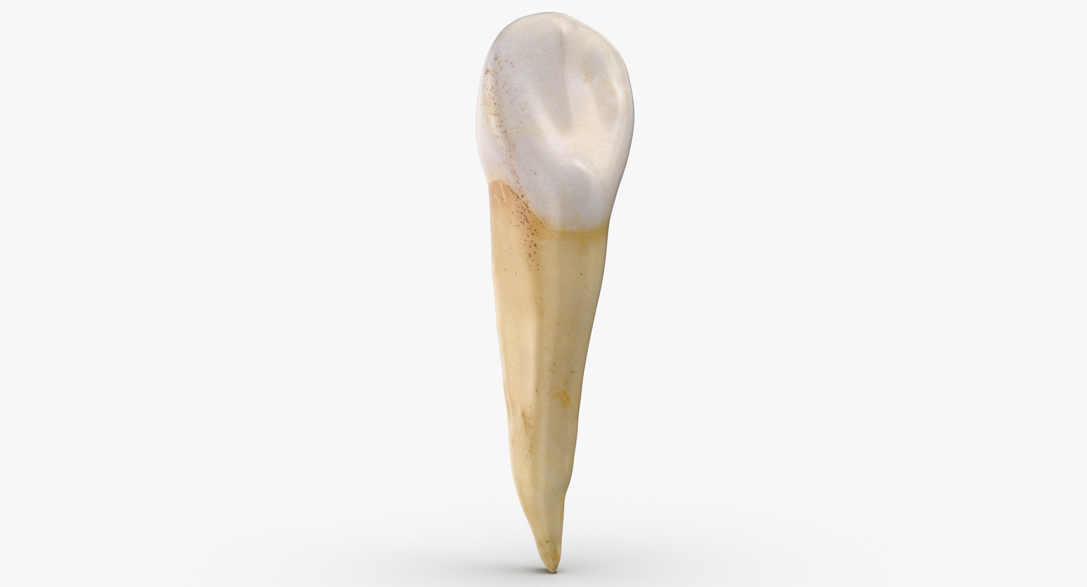 Human Canines Collection - 5 款3D模型 - TurboSquid 1754363