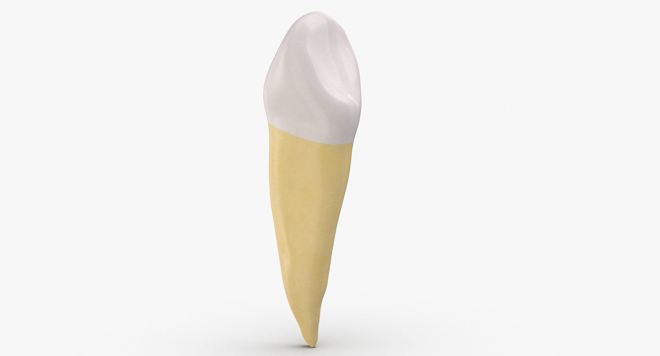 Human Canines Collection - 5 models model - TurboSquid 1754363