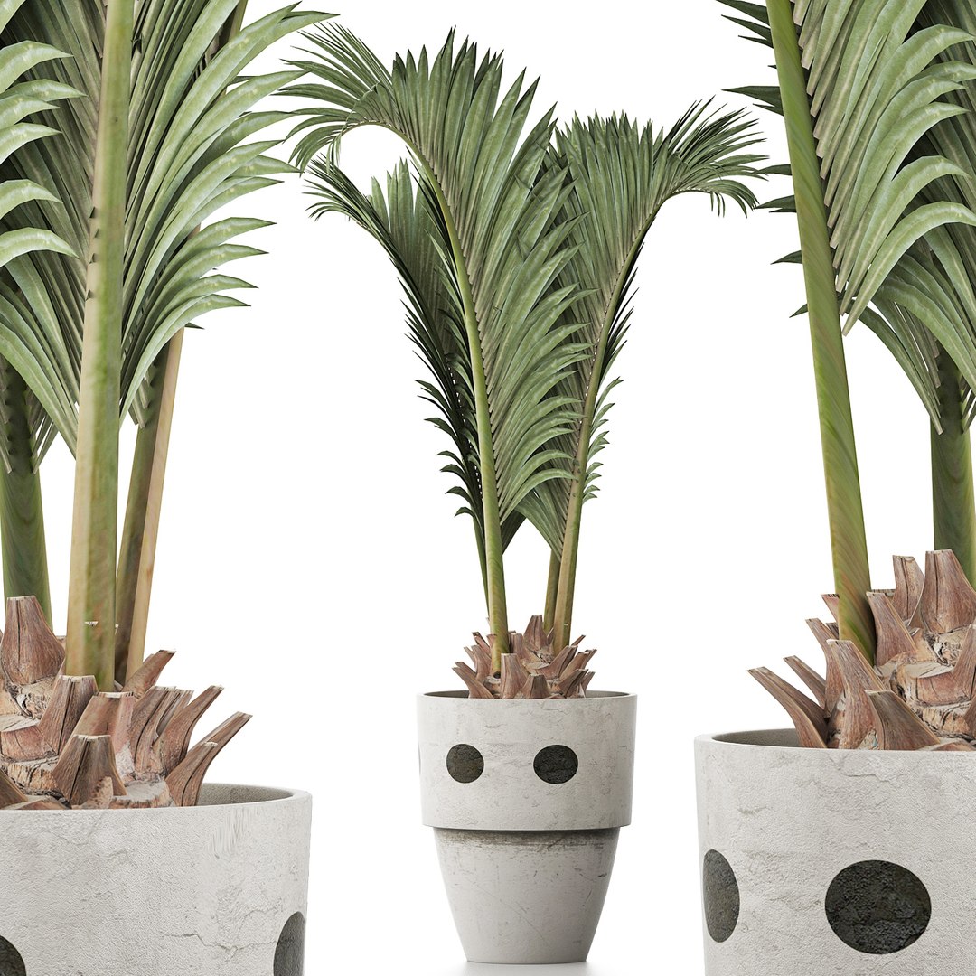 Palm plants model - TurboSquid 1680740
