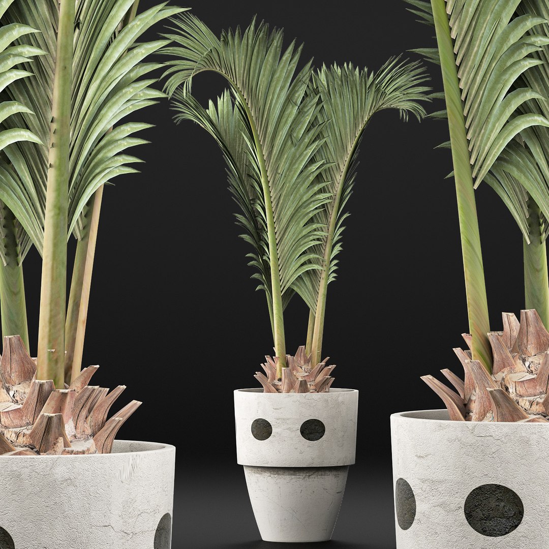 Palm plants model - TurboSquid 1680740