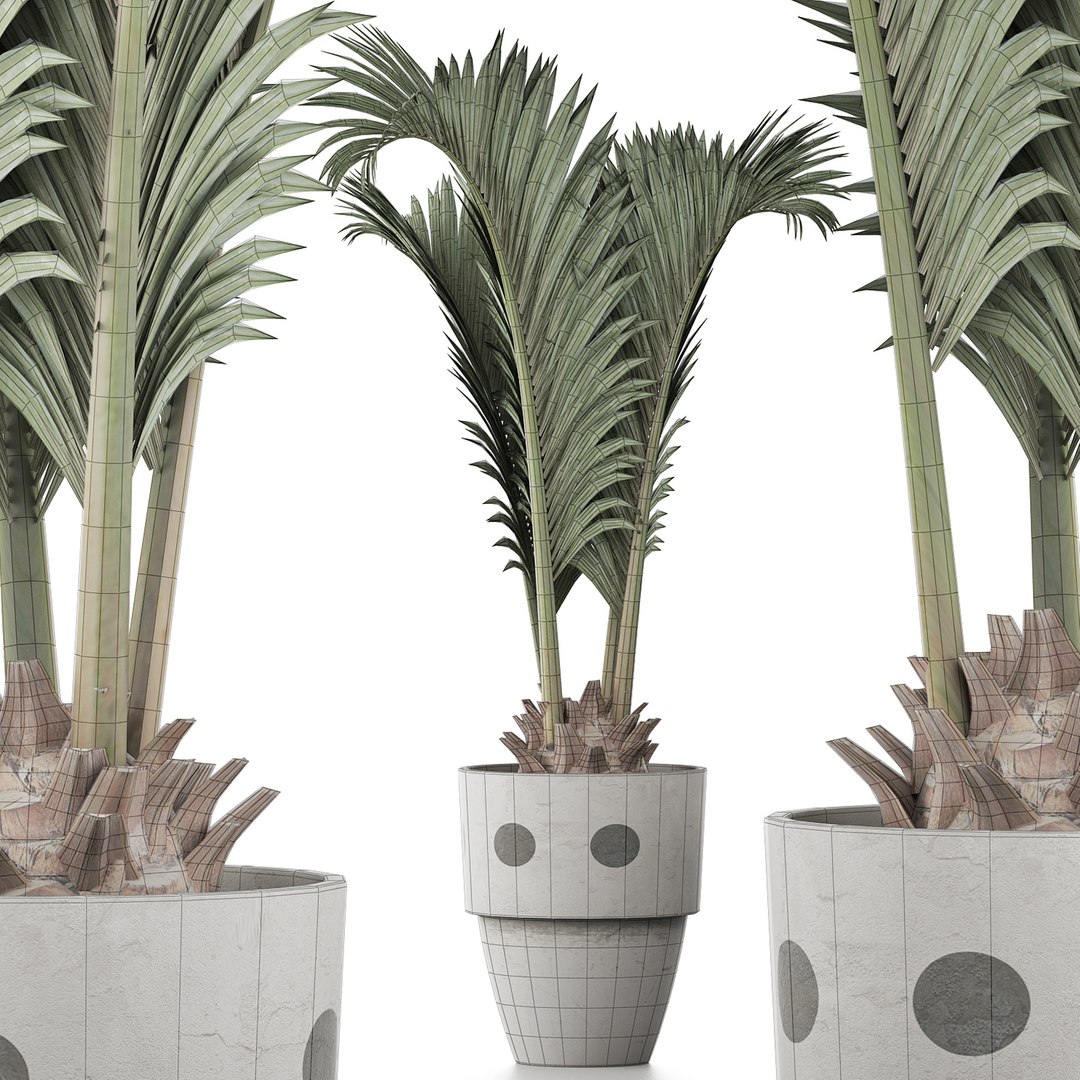 Palm Plants Model - TurboSquid 1680740
