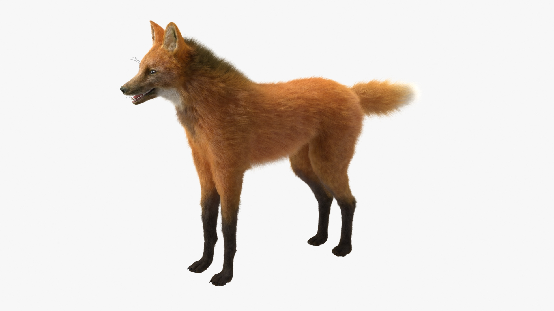 3D Maned Wolf Fur Rigged Model - TurboSquid 2202563
