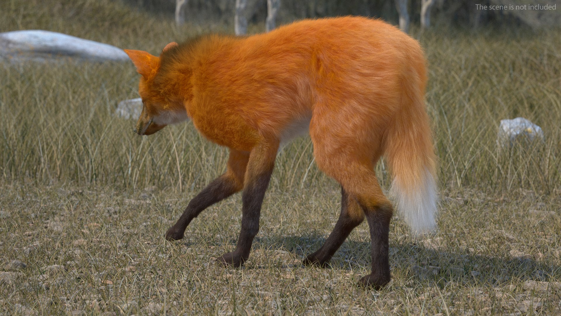 3D Maned Wolf Fur Rigged Model - TurboSquid 2202563
