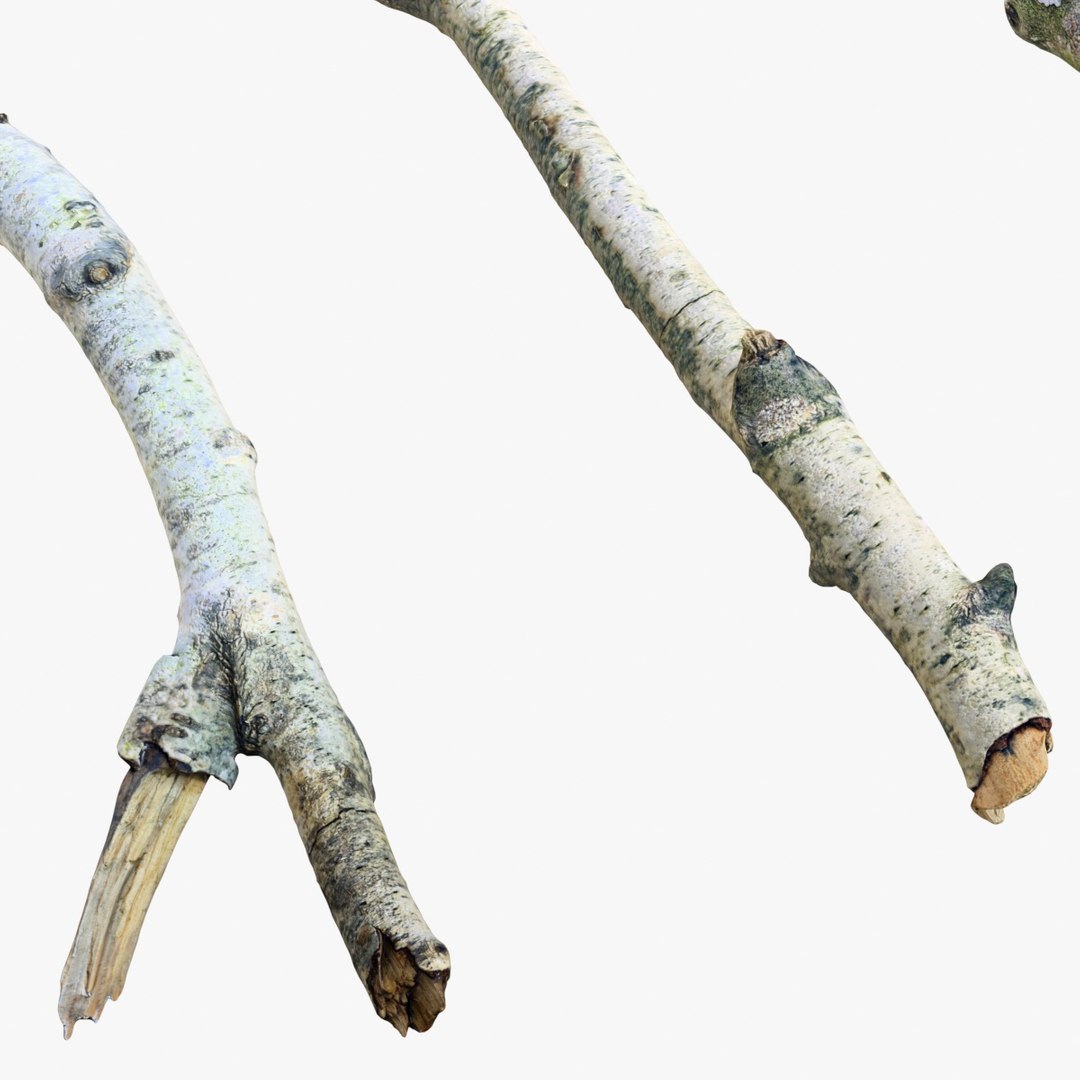 Realistic Branches Set 01 Model - TurboSquid 1220373